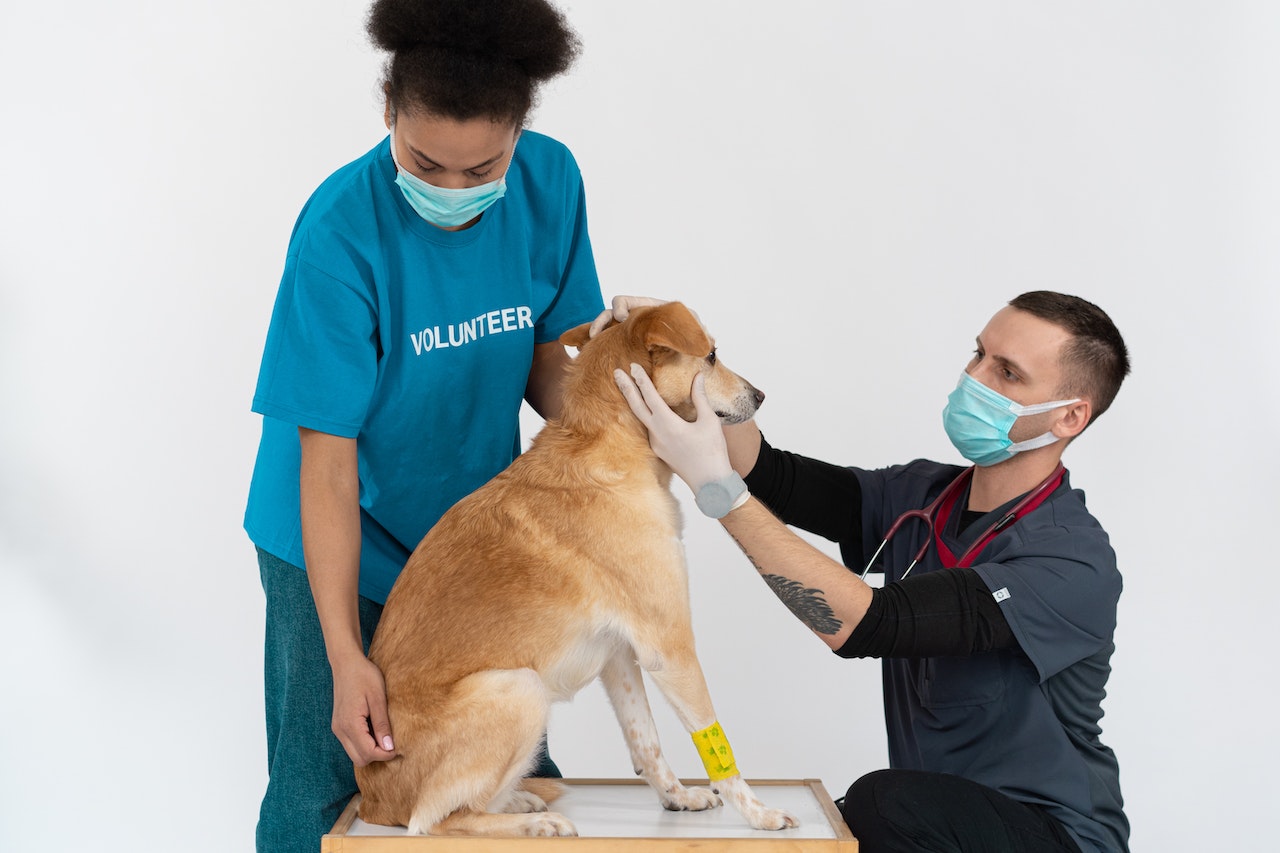 Conseils pour prendre soin de son animal de compagnie